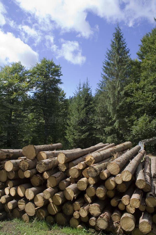 Protect the forest stock image. Image of forest, lump - 2683047