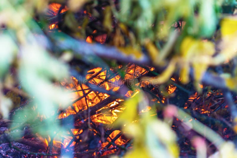 Protect the Forest from Fire. Forest Fire Close-up Red Flame. the Green ...