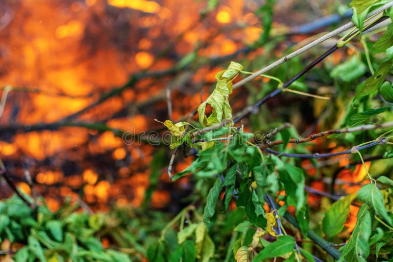 Protect the Forest from Fire. Forest Fire Close-up Red Flame. the Green ...