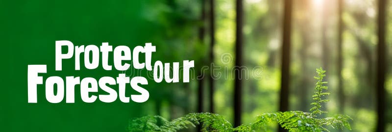 Protect Our Forests Lush Forest Sunlight New Growth Conservation ...