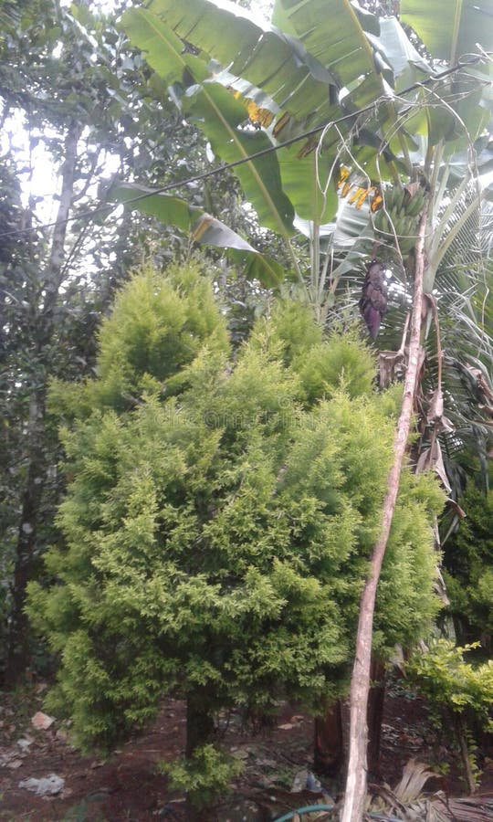 Protect Trees .not Cut Trees Stock Photo - Image of woodland, food ...