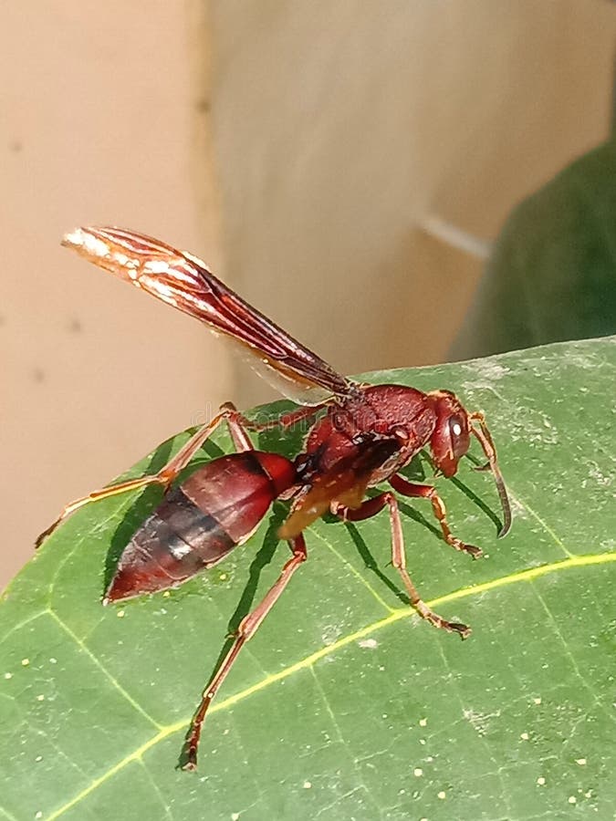 Protect Your Baby from this Wasp Stock Photo - Image of wasp, baby ...