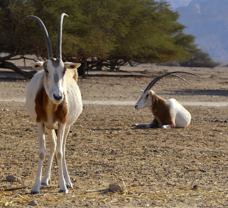 Protected Animals Hai Bar Reservation Eilat Stock Photos - Free ...