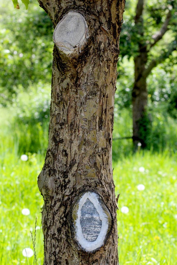 Protected Apple Tree Wound after Pruning Stock Photo - Image of heal ...