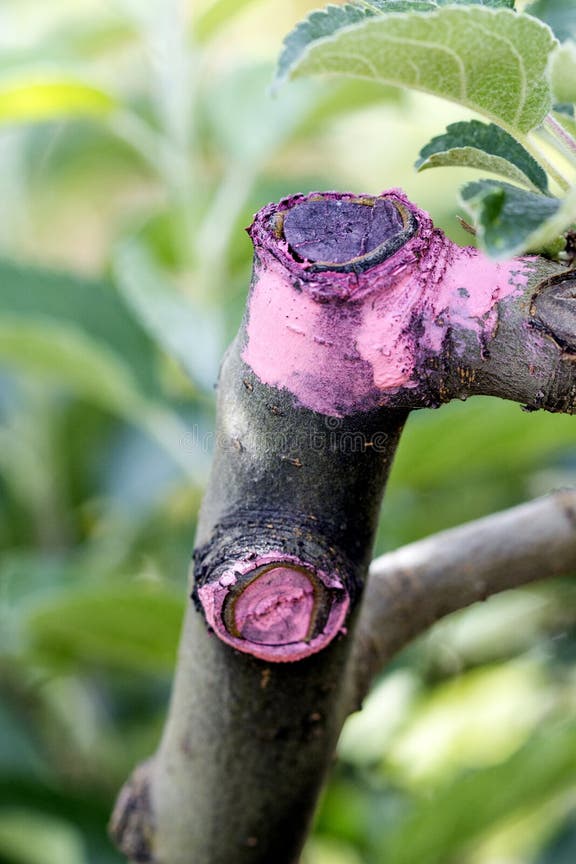 Protected Apple Tree Wound after Pruning Stock Photo - Image of ...