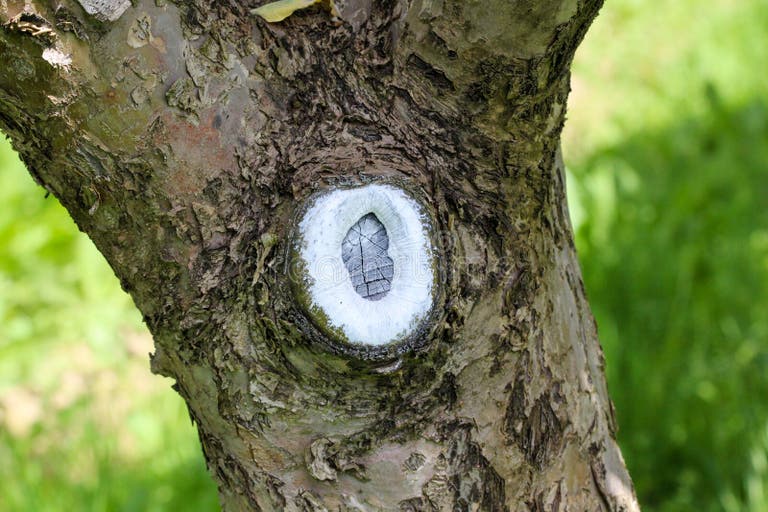 Protected Apple Tree Wound after Pruning Stock Photo - Image of garden ...