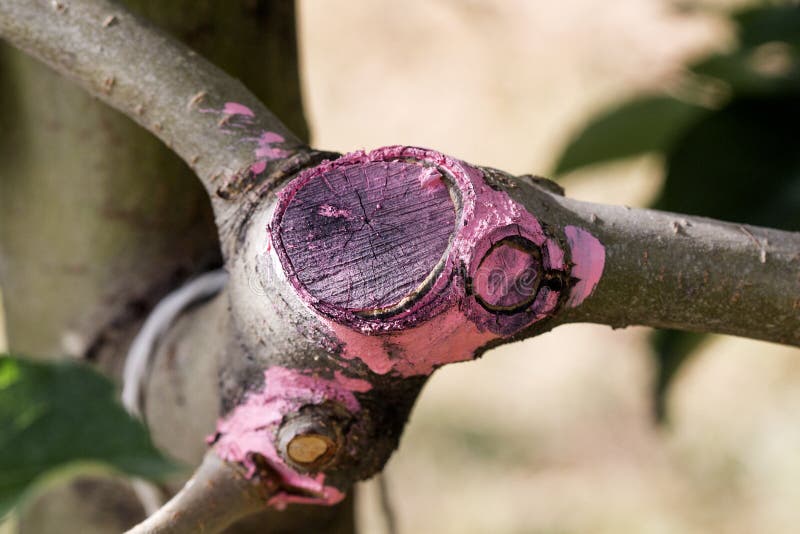 Protected Apple Tree Wound after Pruning Stock Image - Image of pink ...