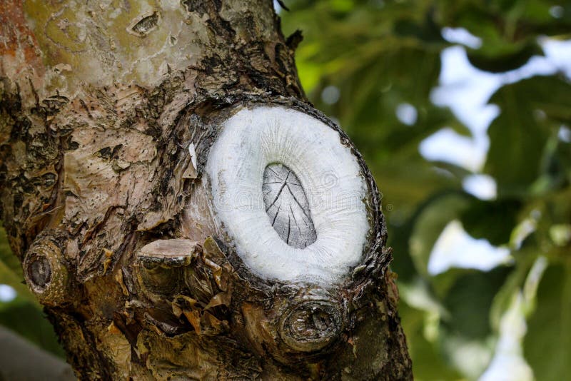 Protected Apple Tree Wound after Pruning Stock Image - Image of hobby ...