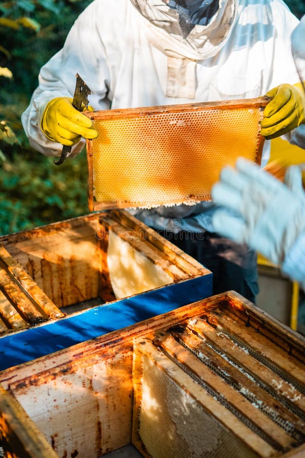 Protected Beekeeper with Hive Tool Checking the Hanging Wooden Beehive ...