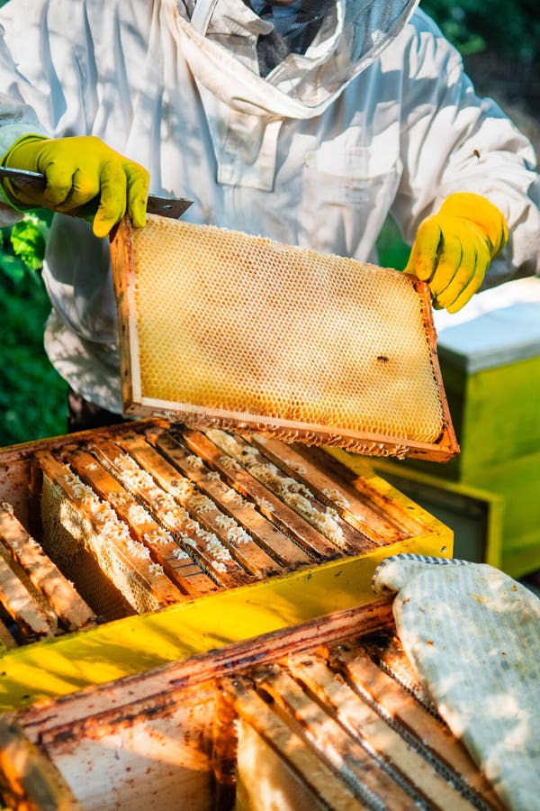 Protected Beekeeper Presenting a Beehive with Fully Developed ...