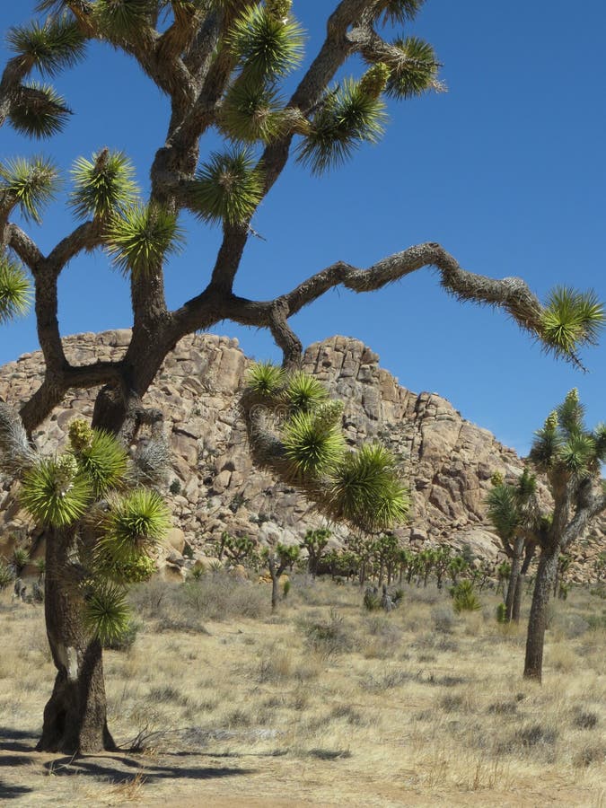 Protected Desert Trees stock photo. Image of desert, grass - 34148330
