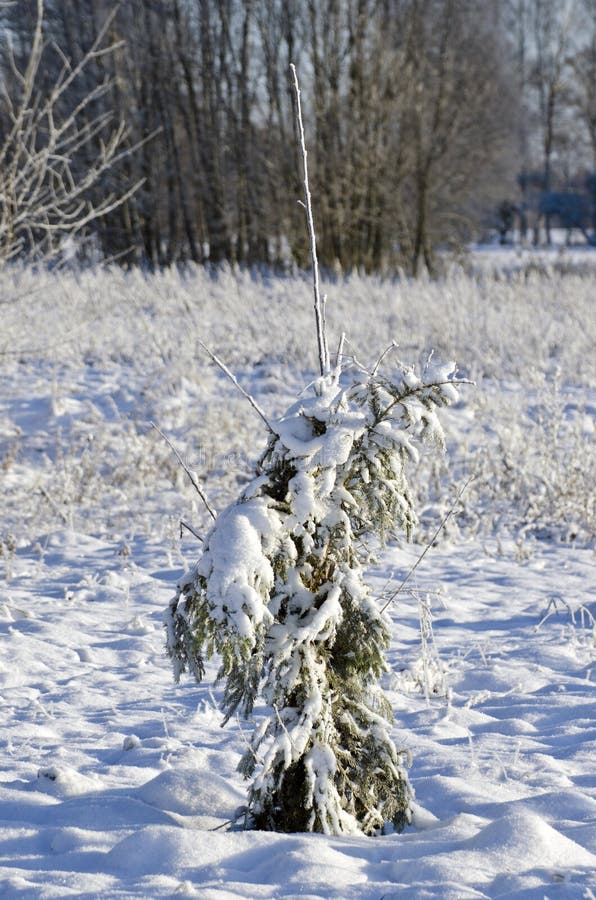 Protected with Fir Branches Young Apple Tree in Winter Stock Photo ...