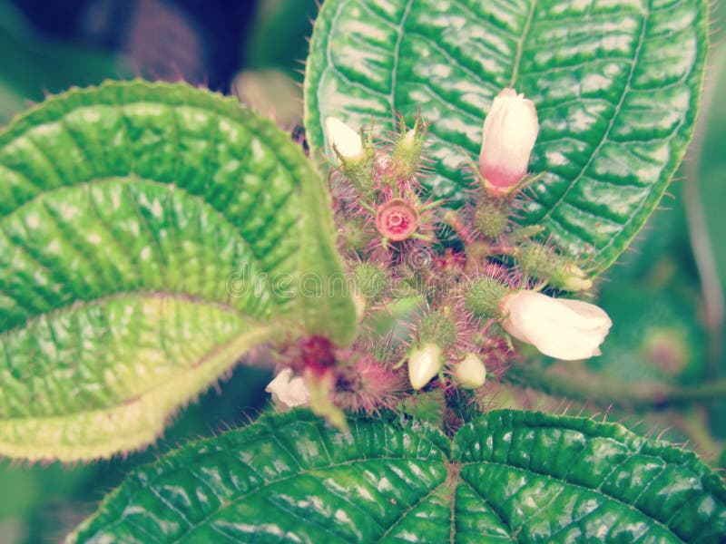 A protected flower stock image. Image of tropical, protected - 55271307