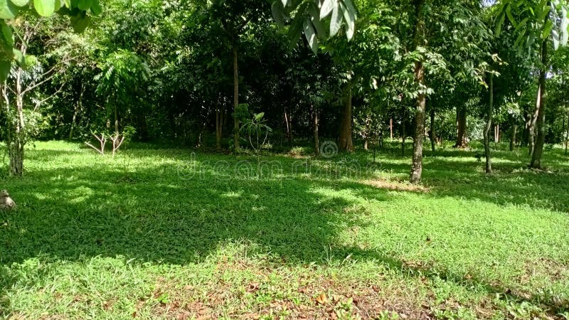 Protected Forest in the City of Depok, Indonesia. with Various Types of ...