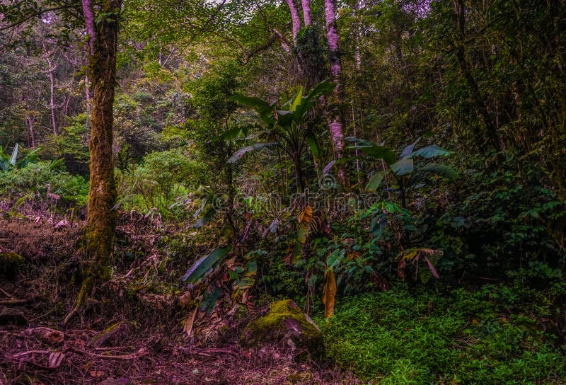 Protected forest stock photo. Image of core, nature - 211569746