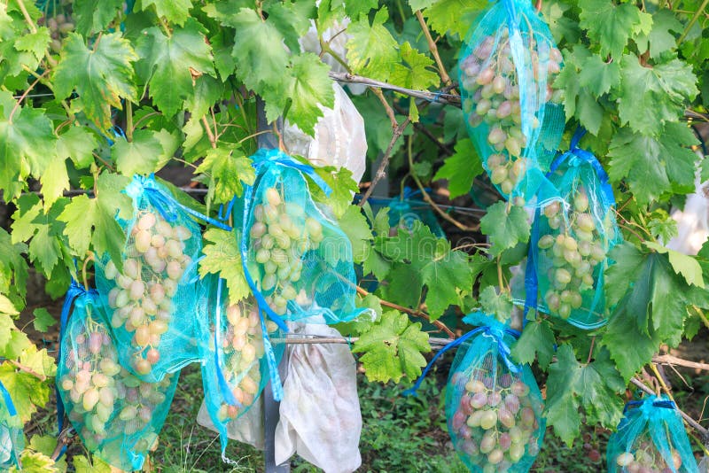 Protected Grapes with Covers Hanging on Branches Stock Photo - Image of ...