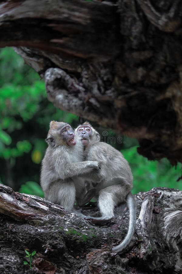 Protected Monkeys in the Protected Forest of the Pangandaran Coast West Java Indonesia Stock ...