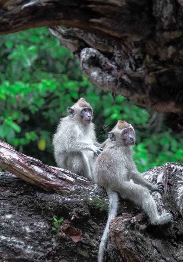 Protected Monkeys in the Protected Forest of the Pangandaran Coast West ...