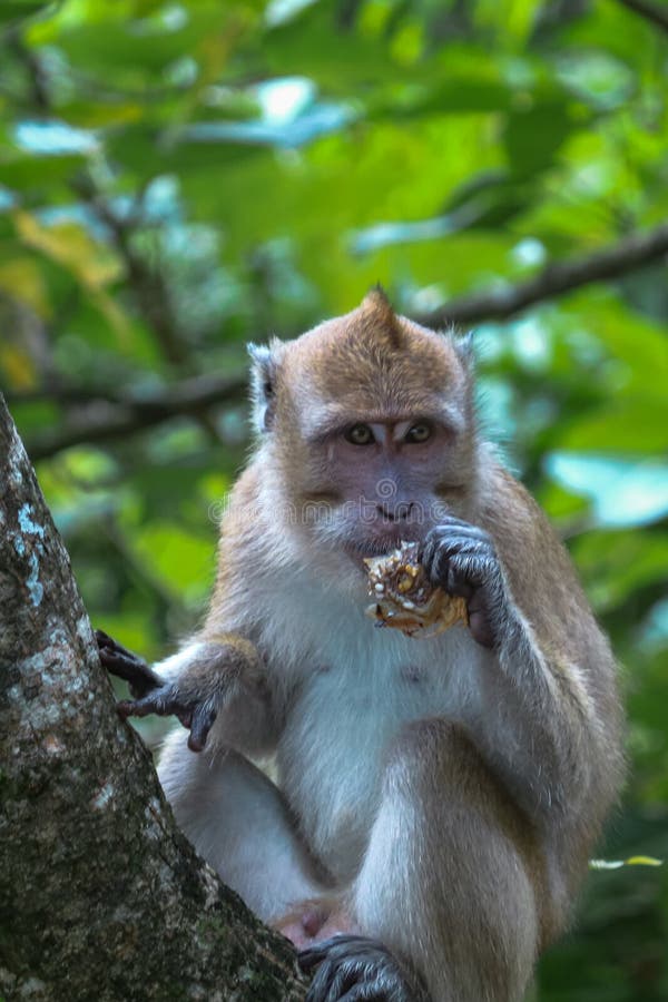 Protected Monkeys in the Protected Forest of the Pangandaran Coast West ...