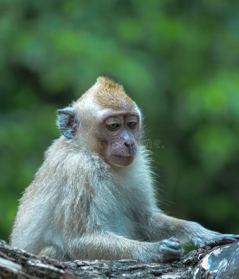 Protected Monkeys in the Protected Forest of the Pangandaran Coast West ...