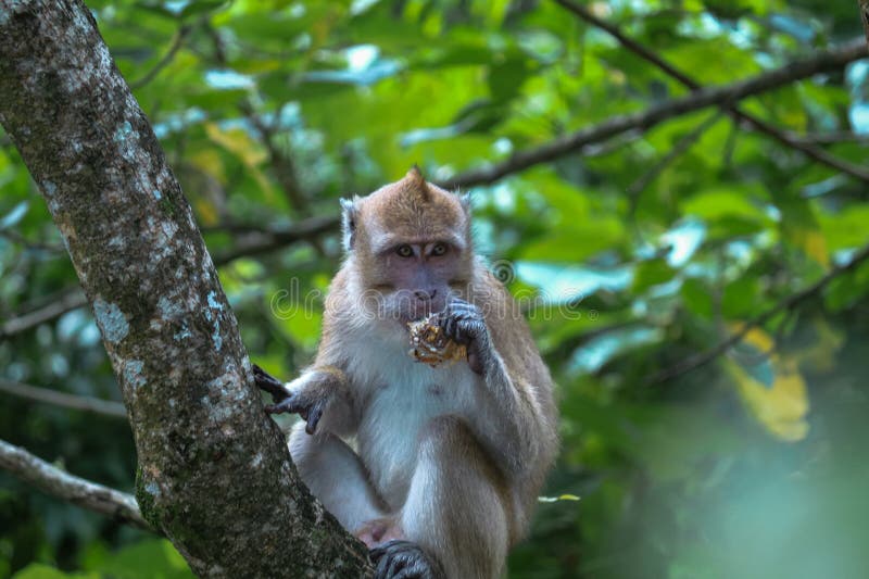 Protected Monkeys in the Protected Forest of the Pangandaran Coast West ...