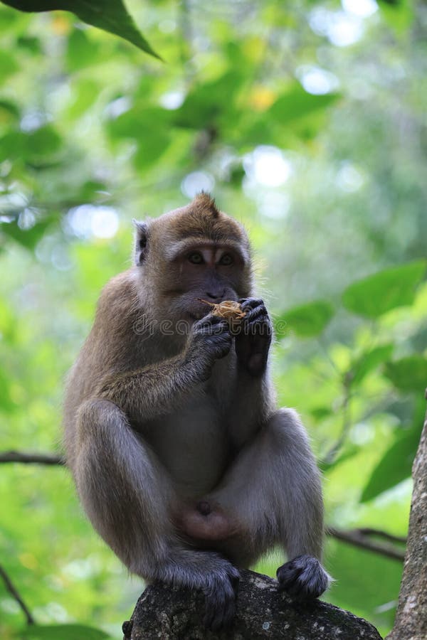 Protected Monkeys in the Pangandaran Beach Nature Reserve, Indonesia ...