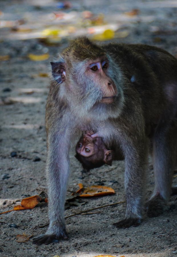 Protected Monkeys in the Protected Forest of the Pangandaran Coast West ...