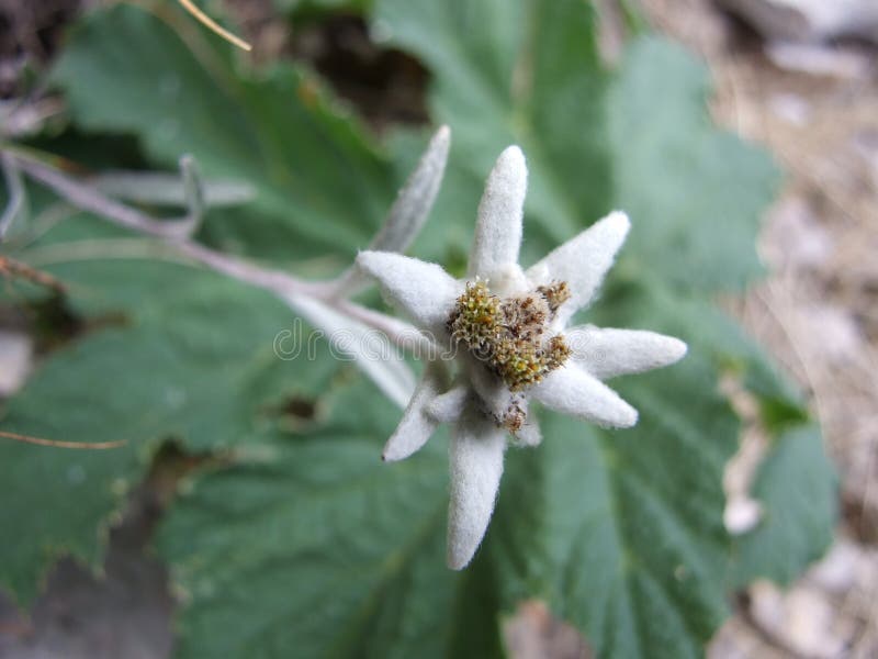 Protected mountain flower stock image. Image of alps - 132613461