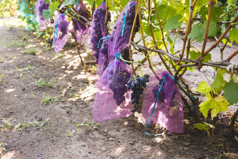 Protected Ripe Grapes with Fine Mesh Bags Hanging on Branches Stock ...