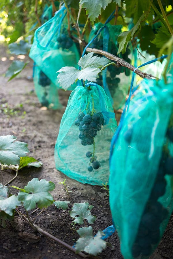 Protected Ripe Grapes with Fine Mesh Bags Hanging on Branches Stock ...