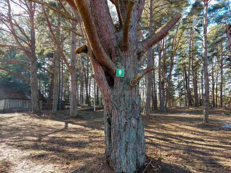 Protected Tree, Pine in Sea Cemeteries. Sign of a Latvian Protected ...