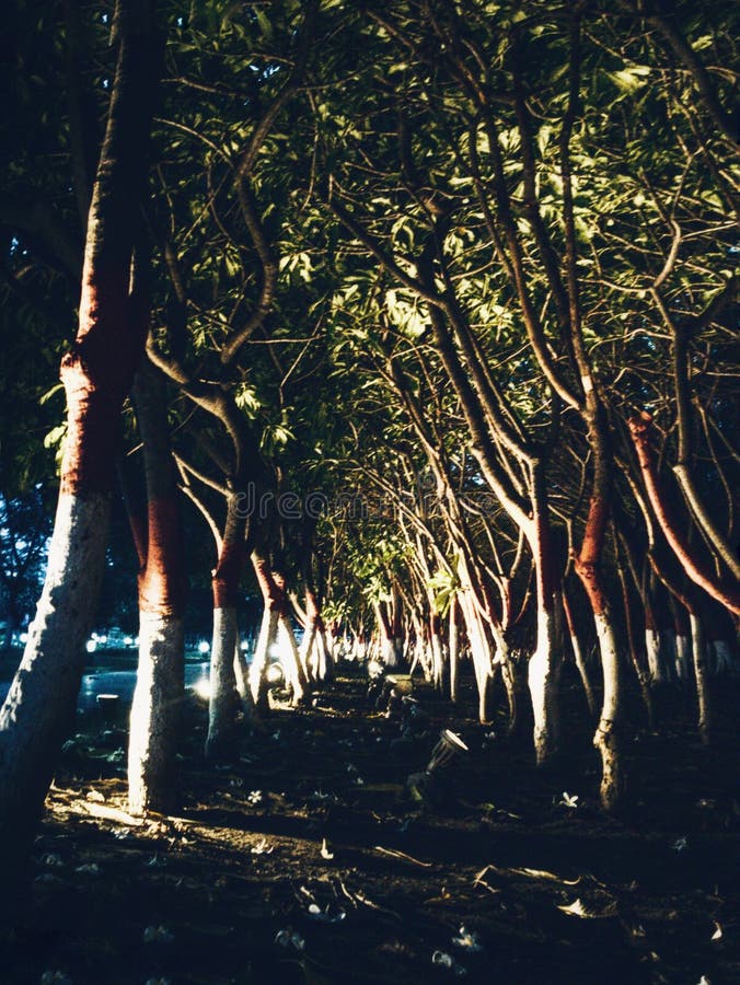 Treeline stock photo. Image of treeline, trees, park - 125613494