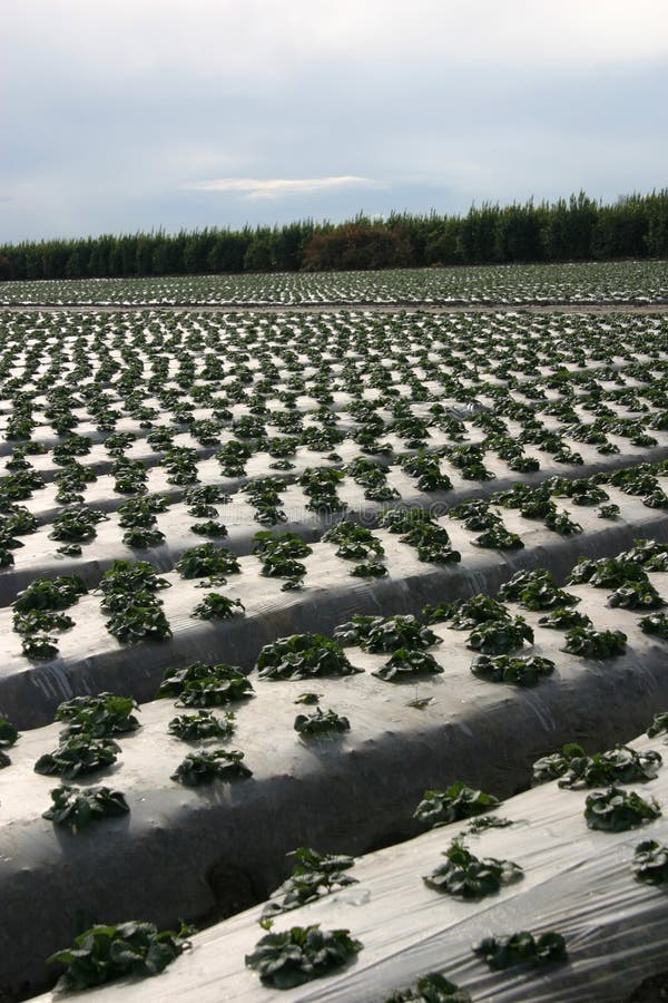 Protecting the Farm Land stock photo. Image of freeze, field - 62772