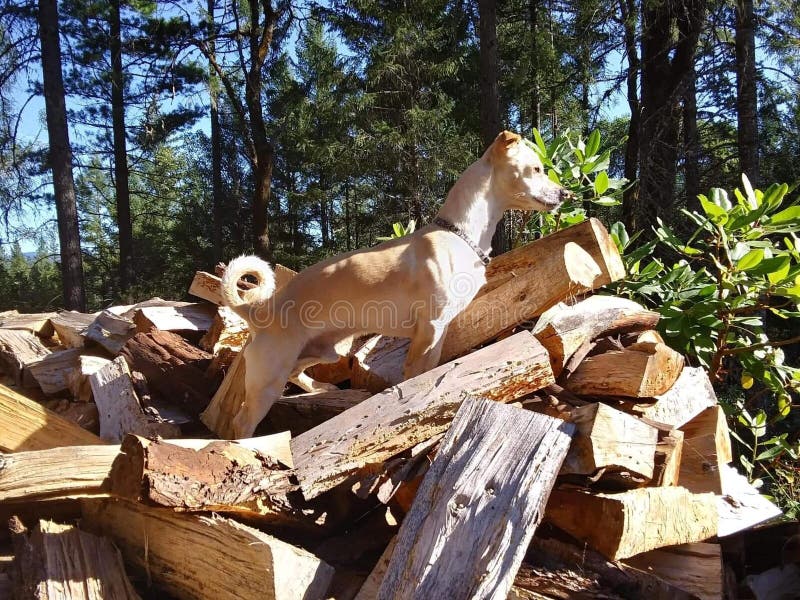 Protecting the Farm from Squirrels Stock Image - Image of farm ...