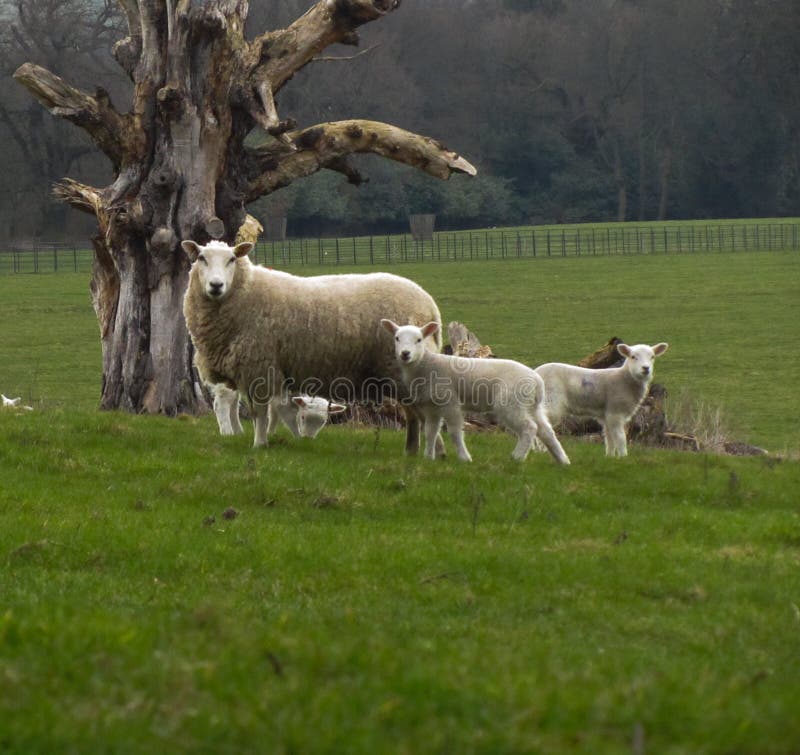 Protecting the flock stock photo. Image of protecting - 52623906