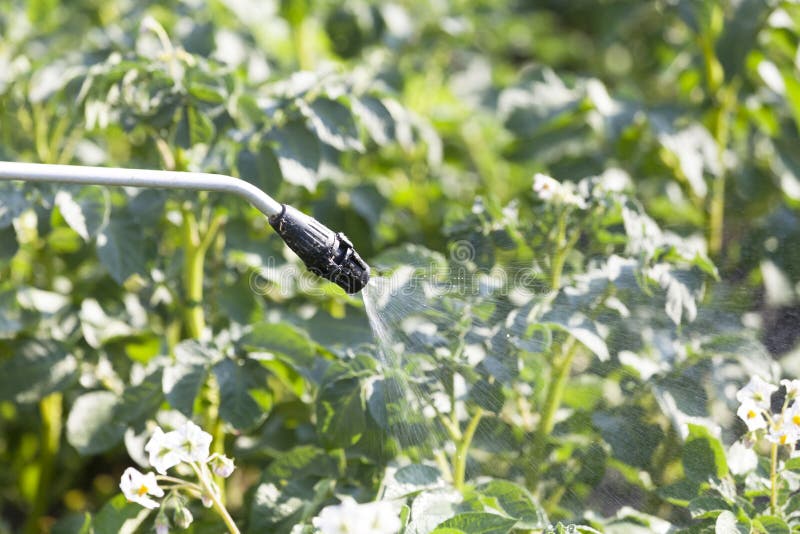 Protecting Potatoes Spray Hand Spray Stock Image - Image of agriculture ...