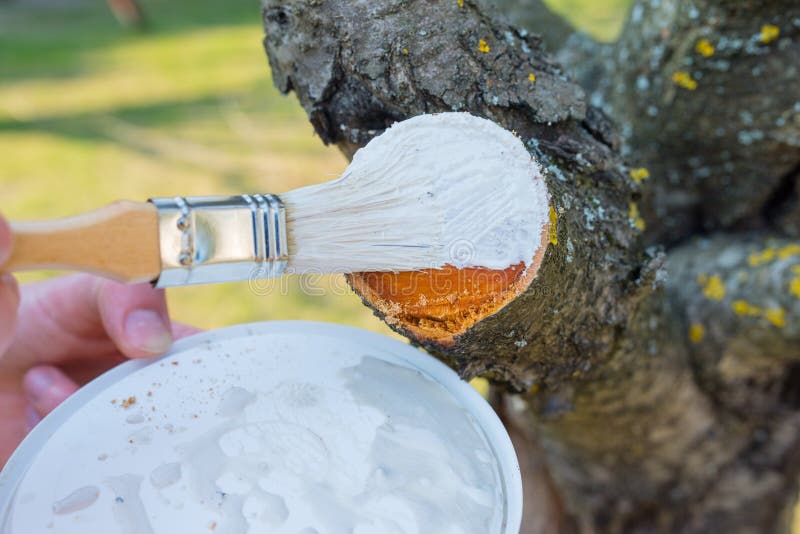Protecting the Pruned Branch of the Fruit Tree - with Garden Paste ...