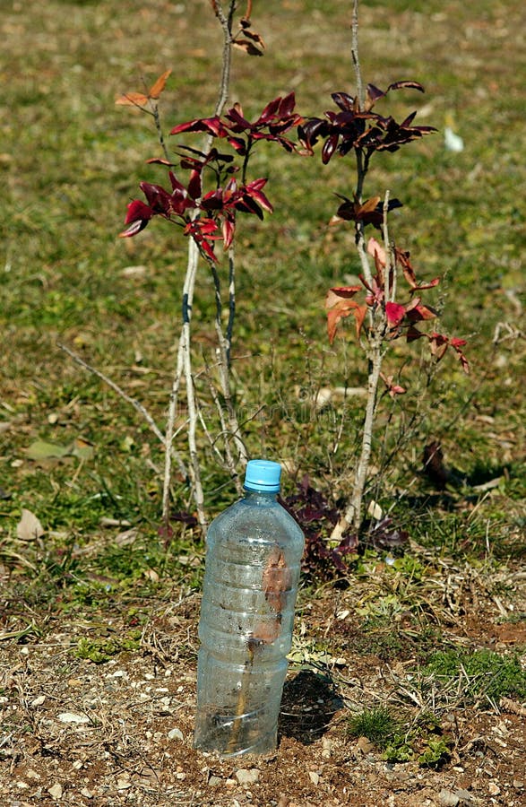 Protecting Rose Tree during Cold Winter Days Stock Image - Image of ...