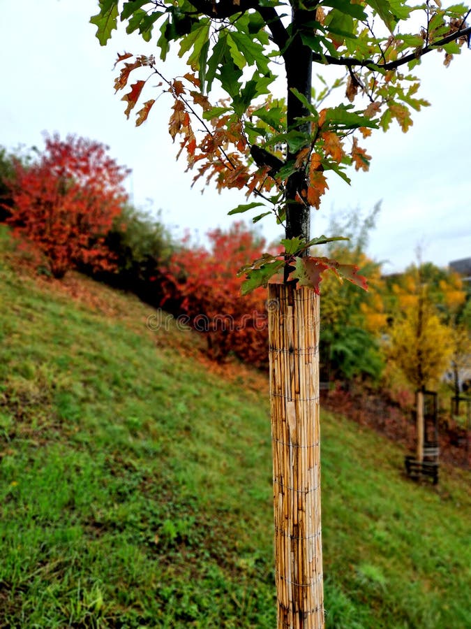 Protecting the Tree, the Bark of the Trunk from Damage or Overheating ...