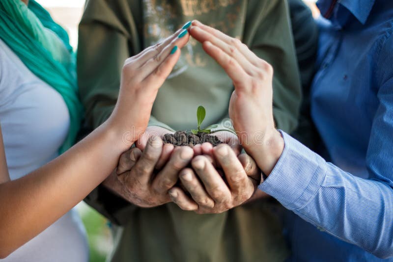 Protecting a young plant stock image. Image of hands - 33254227