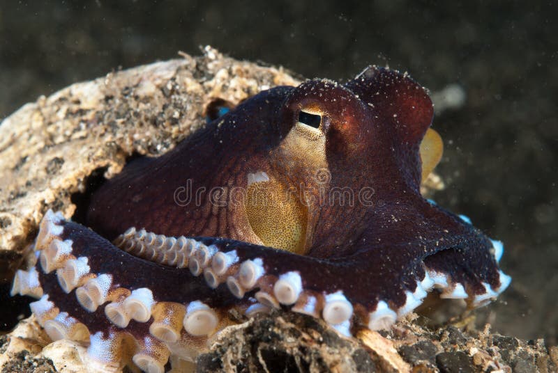 Hiding octopus stock photo. Image of camo, tentacles - 21164520