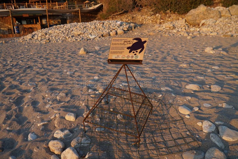 Protection of Clutch of Turtle Eggs on the Beach. Editorial Stock Photo ...