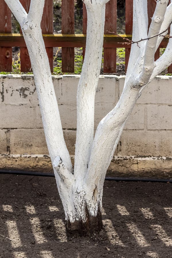Protection of garden trees stock photo. Image of fruit - 189388978