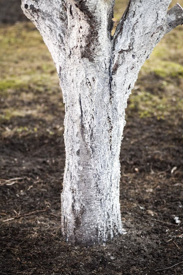 Protection of garden trees stock image. Image of bark - 189389503