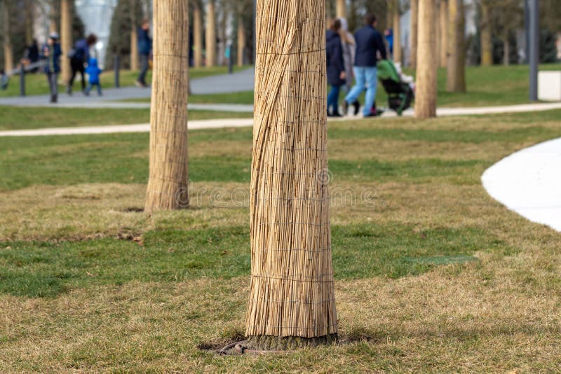 Protection of a Tree Trunk from Frost. Preparing for the Winter. Stock ...