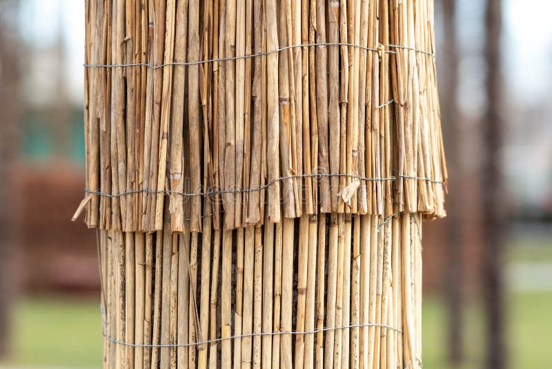 Protection of a Tree Trunk from Frost. Preparing for the Winter. Stock ...