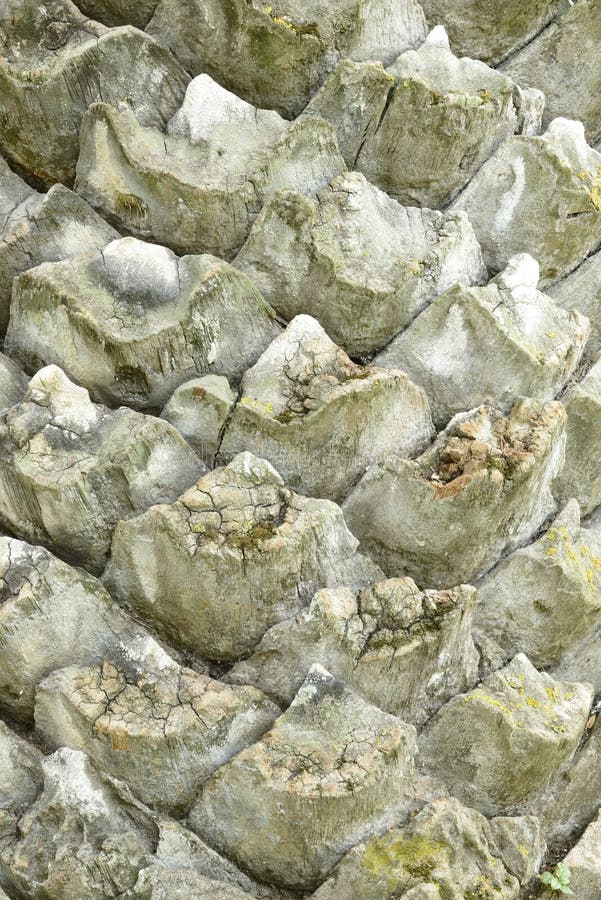 Protective Bark Cover on Palm Stock Image - Image of close, macro ...
