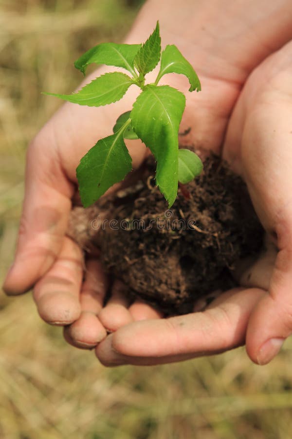 Protective hands planting stock photo. Image of protective - 14365606