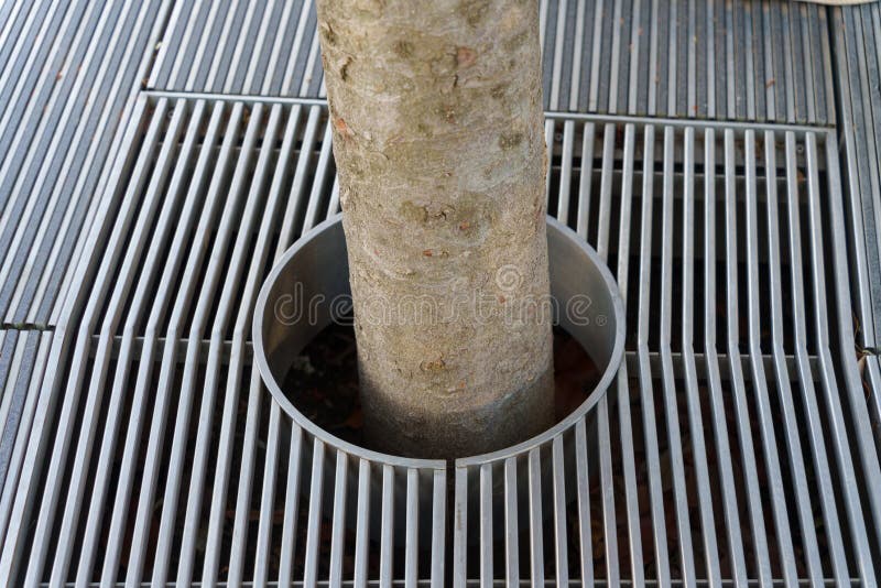 Protective Metal Grating of a Tree Trunk in the Park Stock Image ...