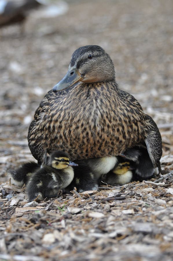 Protective Mother stock image. Image of nest, safety - 19465329